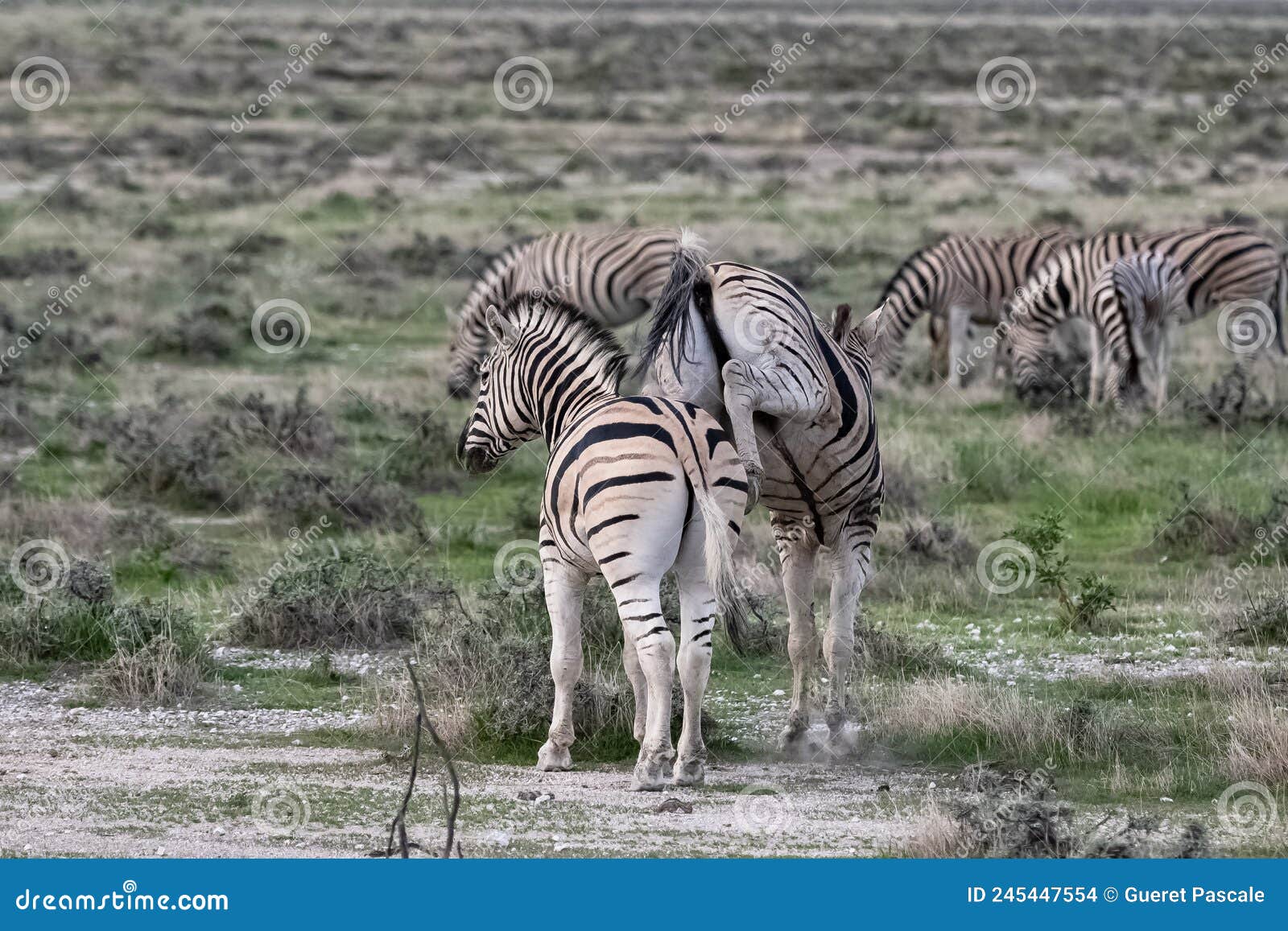 Two zebra playing stock photo. Image of black, drop - 245447554