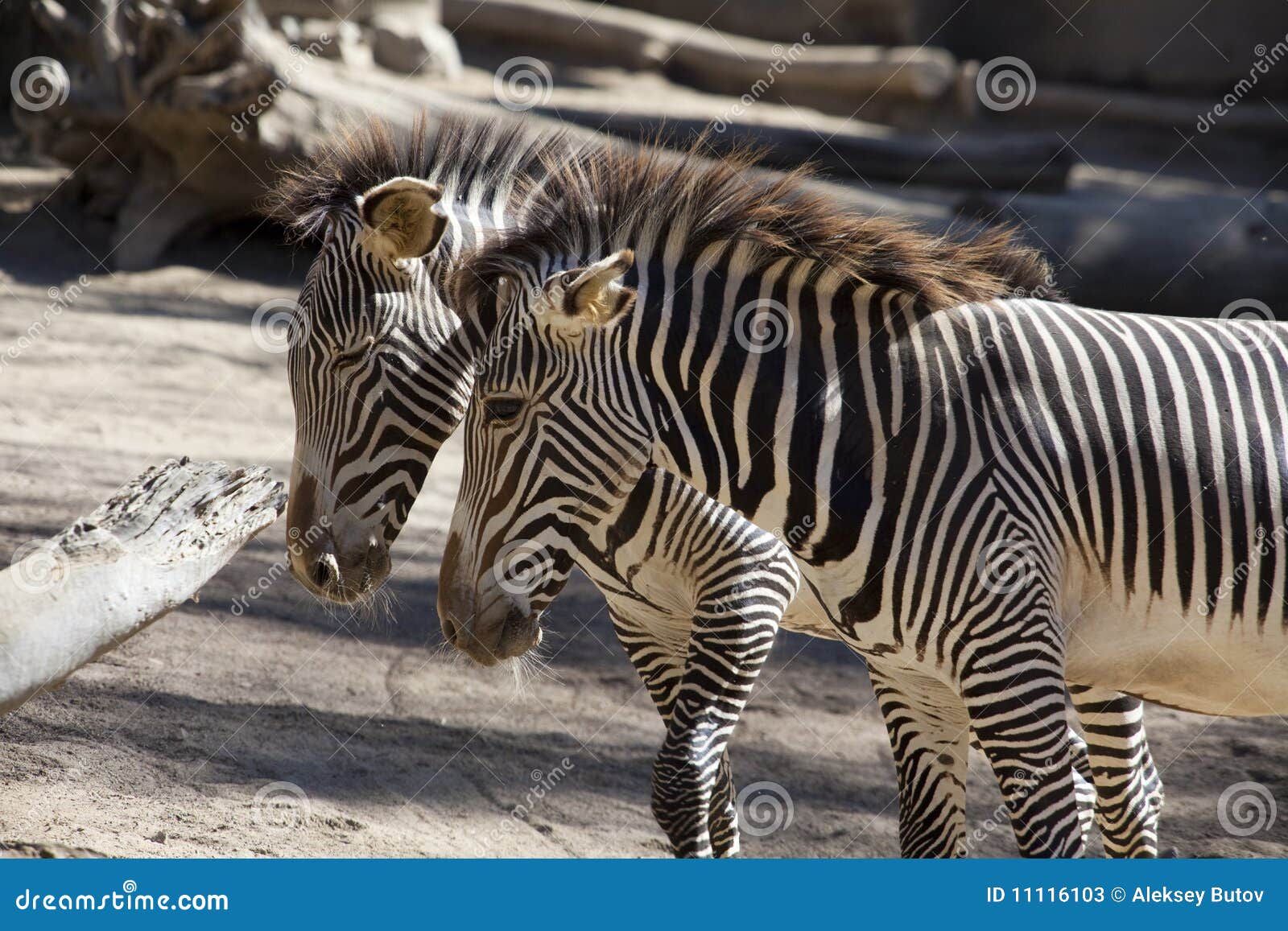 Two zebra s stock image. Image of mammal, safari, gray - 11116103