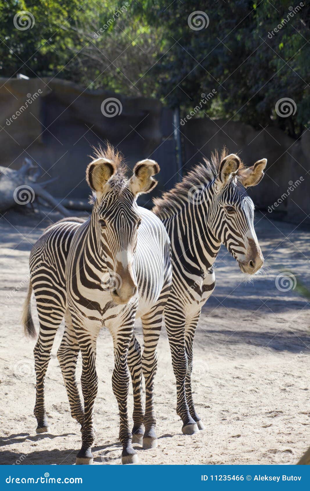Two zebra s stock photo. Image of horse, profile, looking - 11235466