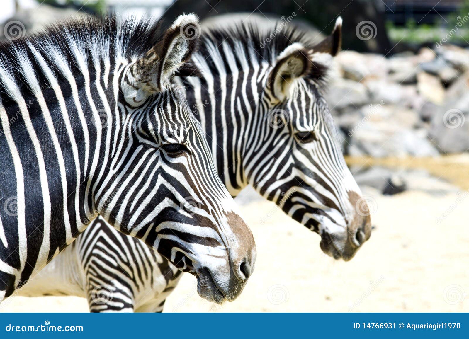 Two zebra s stock image. Image of faces, composition - 14766931