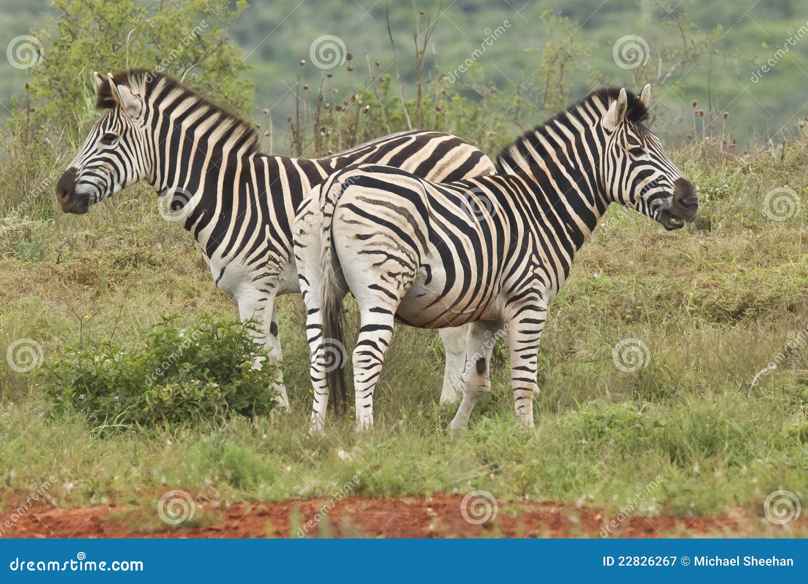Two Zebra s stock image. Image of mouth, africa, grass - 22826267