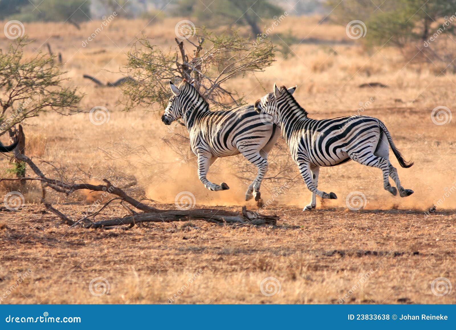 Two zebra s stock photo. Image of sand, outdoor, mammal - 23833638