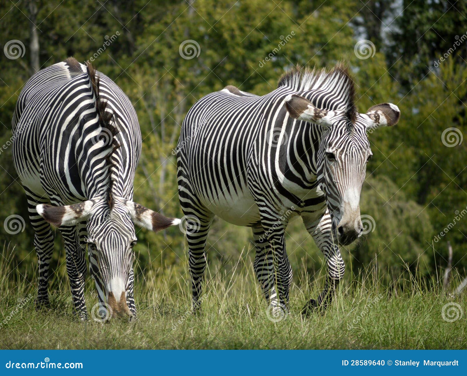 Two zebra s stock photo. Image of zebra, equus, black - 28589640