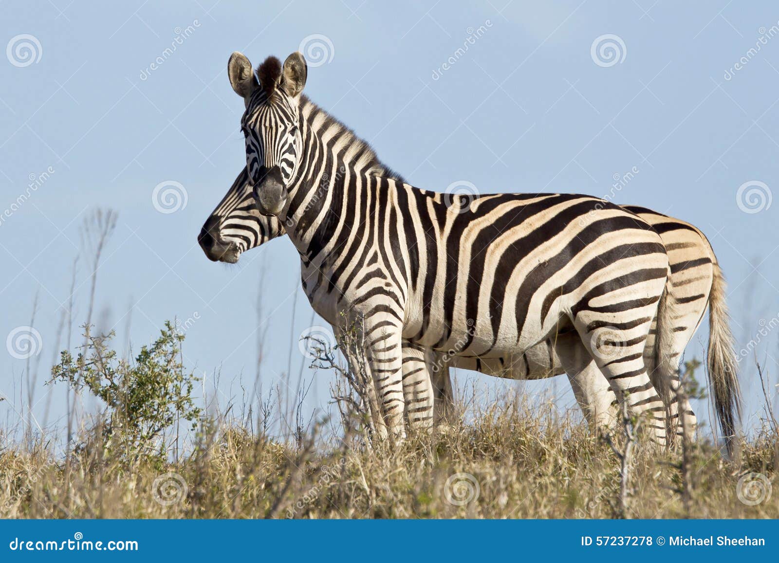 Two zebra stock photo. Image of africa, offspring, nature - 57237278
