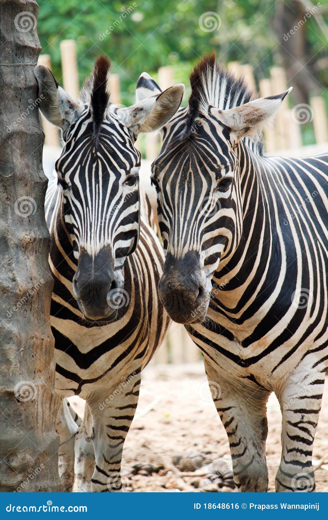 Two Zebra Starring at the Camera Stock Photo - Image of nature, africa ...