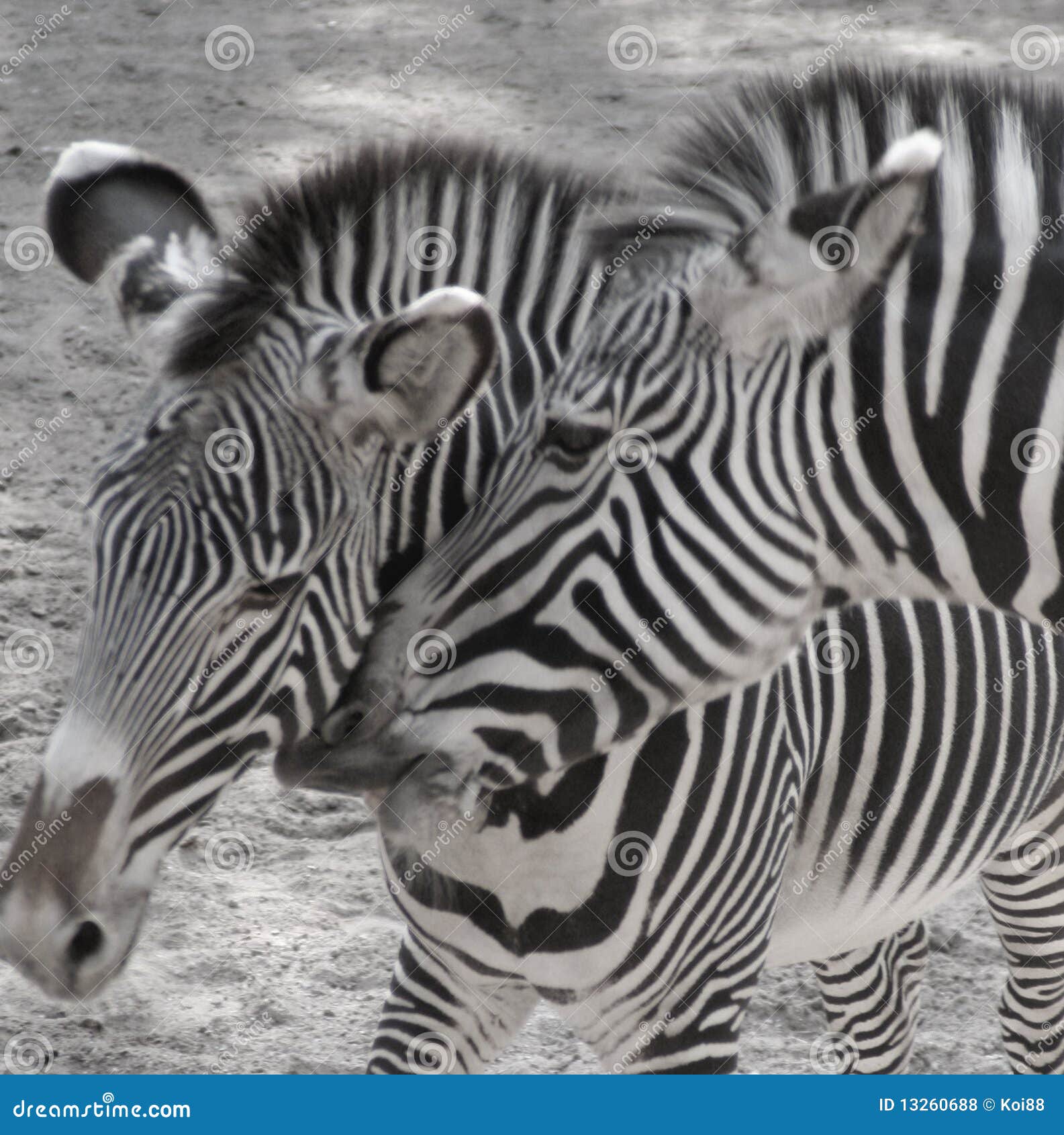 Mating Zebras Stock Photography | CartoonDealer.com #194406104