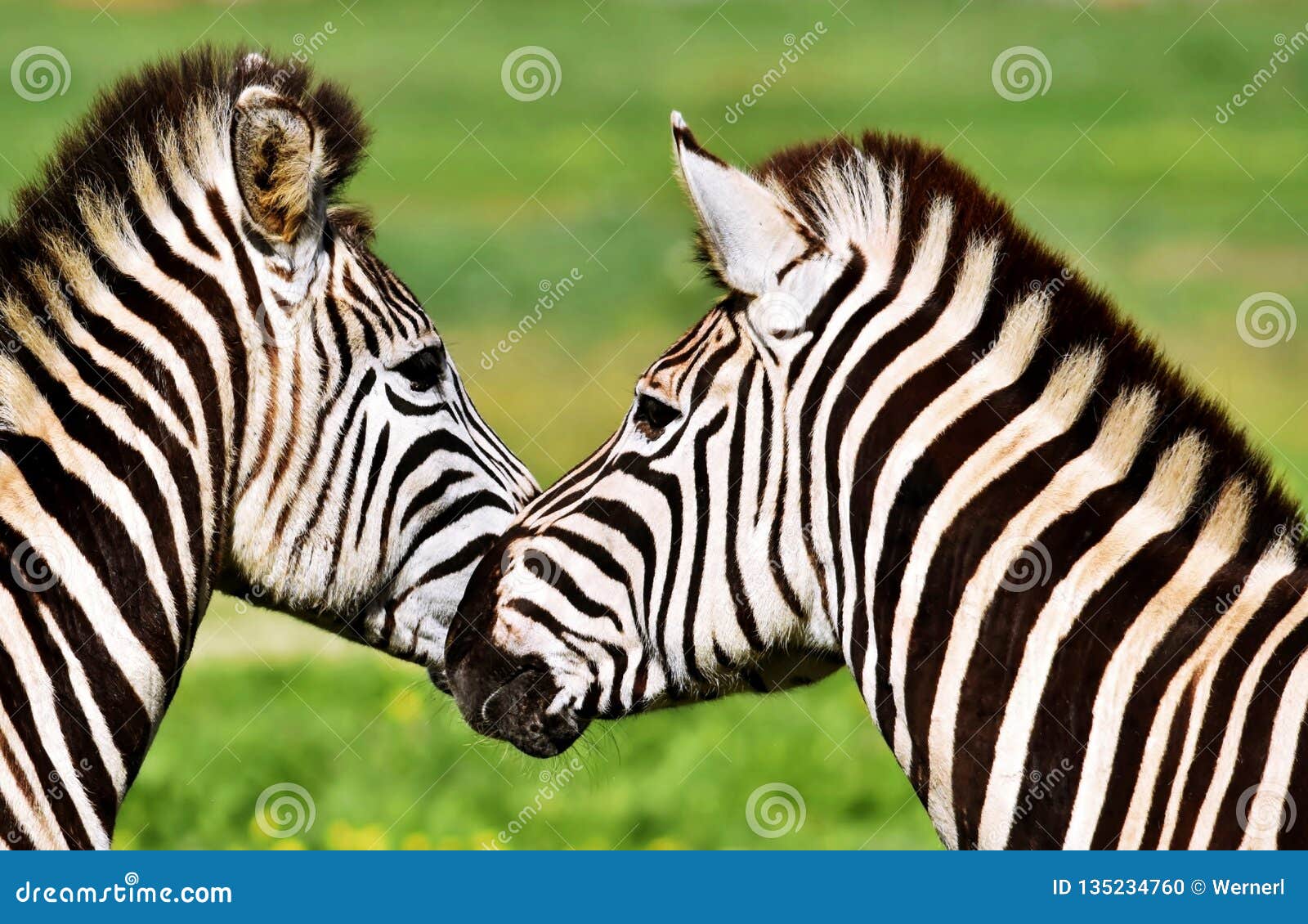 Two Zebras stock photo. Image of grass, head, africa - 135234760