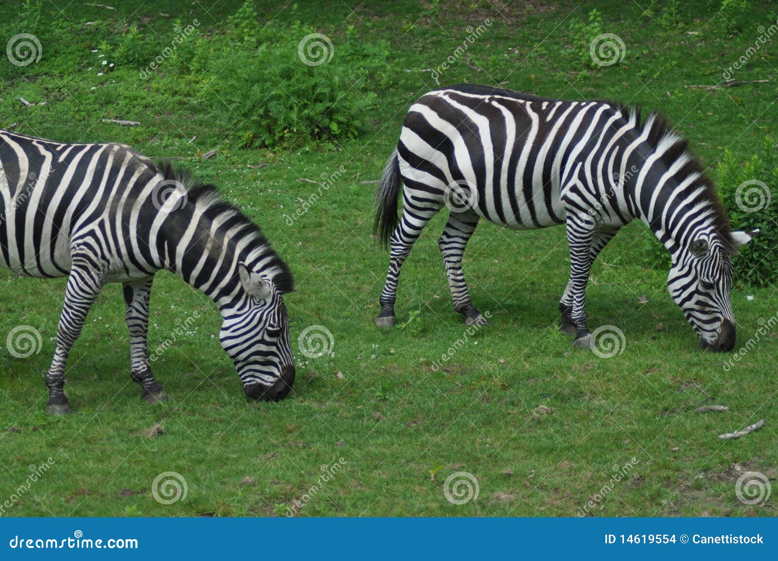 Two Zebras stock photo. Image of mammal, couple, field - 14619554