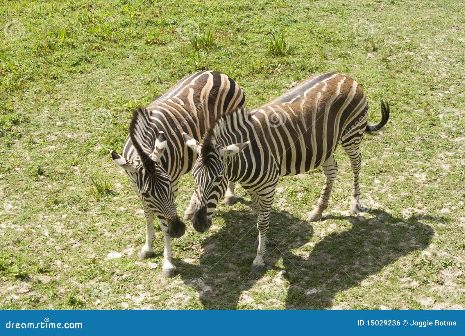 Two zebras stock photo. Image of watchful, zebras, grassland - 15029236