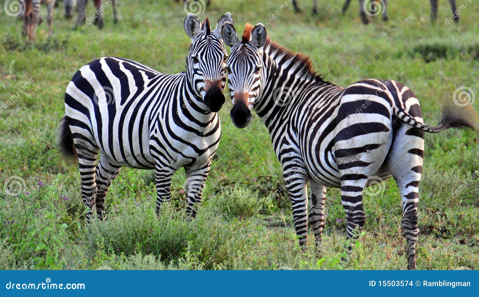 Two Zebras stock photo. Image of beautiful, migration - 15503574