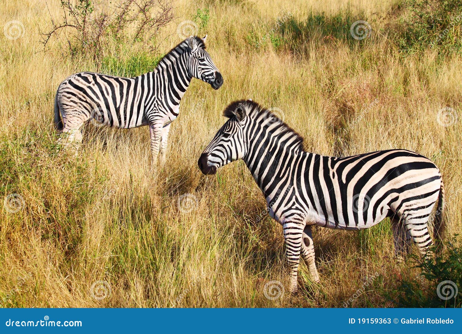 Two Zebras stock image. Image of national, neck, grass - 19159363