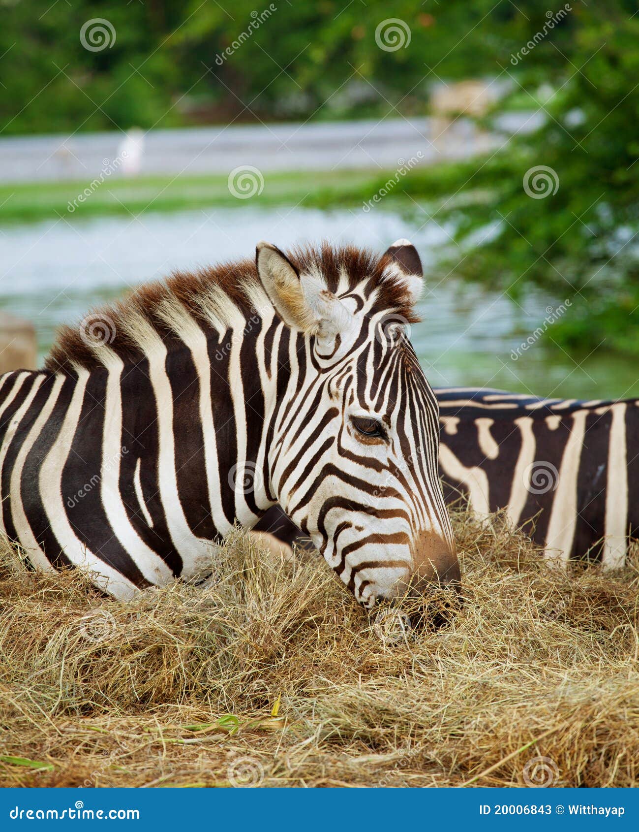 Two zebras stock image. Image of nature, park, face, grazing - 20006843