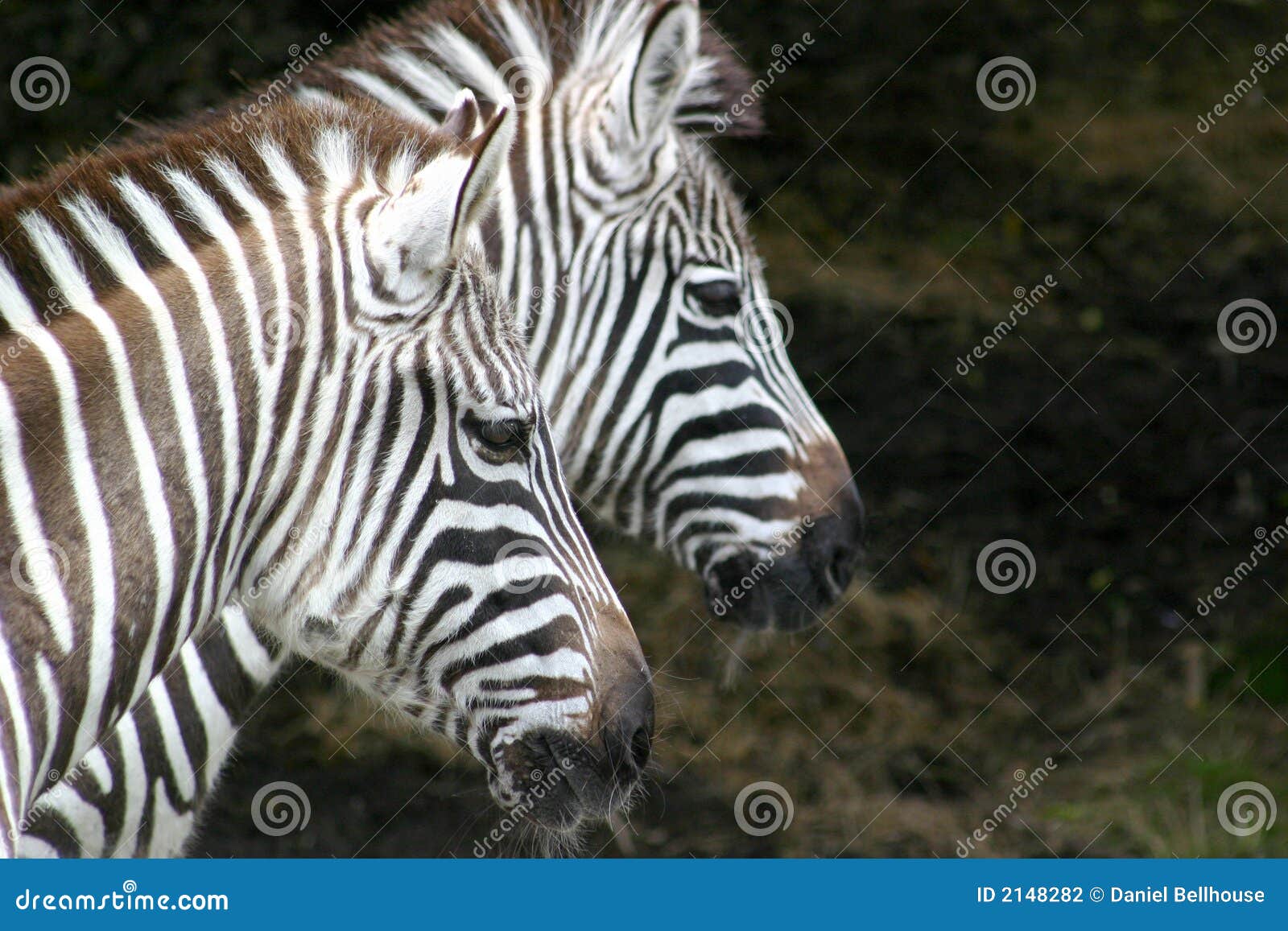 Two Zebras stock photo. Image of pair, portrait, equus - 2148282
