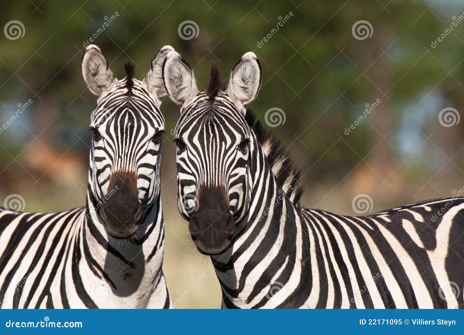 Two Zebras Royalty Free Stock Photo - Image: 22171095