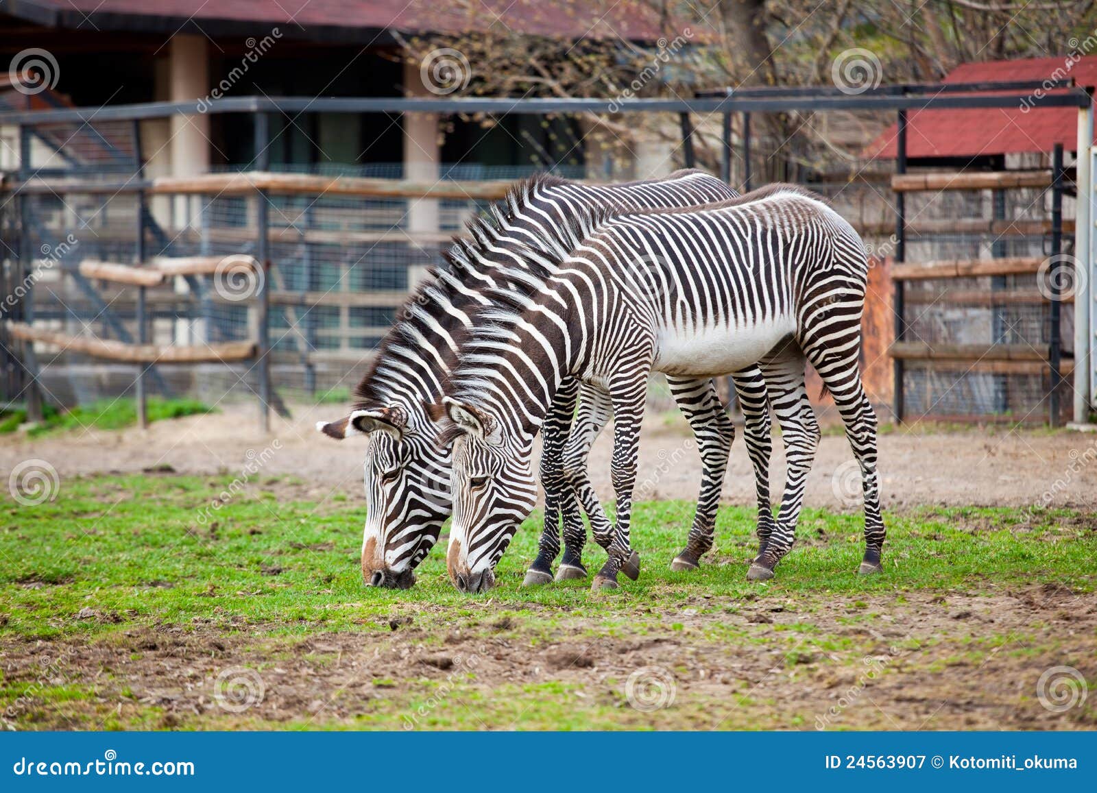 Two zebras stock image. Image of animal, nature, fauna - 24563907
