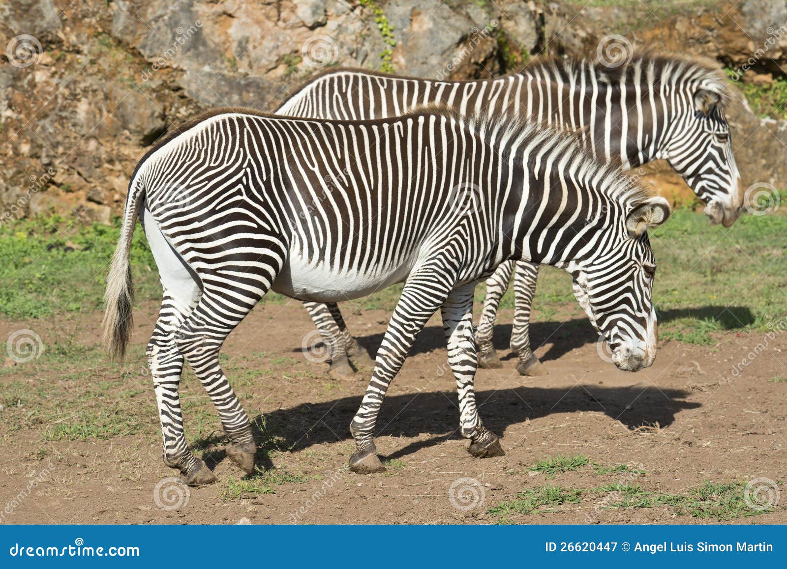Two Zebras stock image. Image of fauna, africa, habitat - 26620447