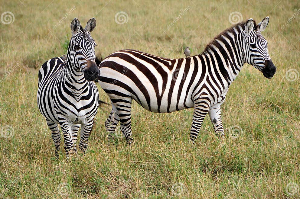 Two zebras stock photo. Image of landscape, grass, masai - 28316406