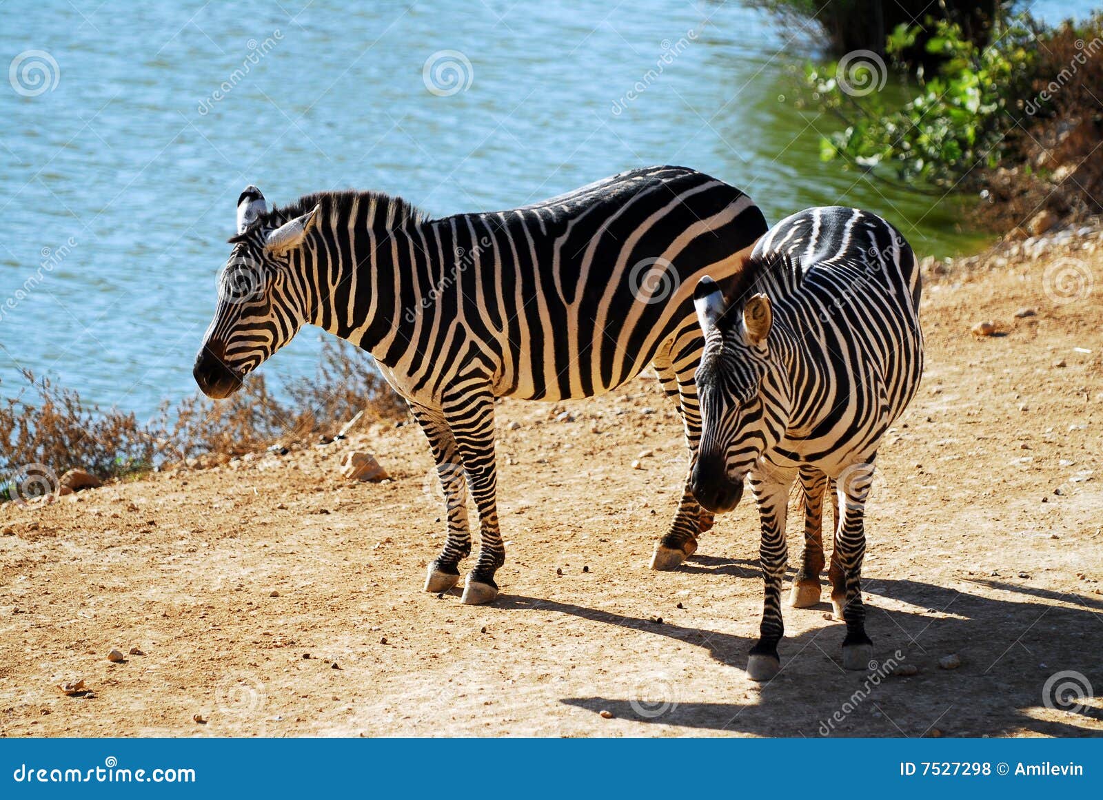 Two zebras stock photo. Image of water, african, stripes - 7527298