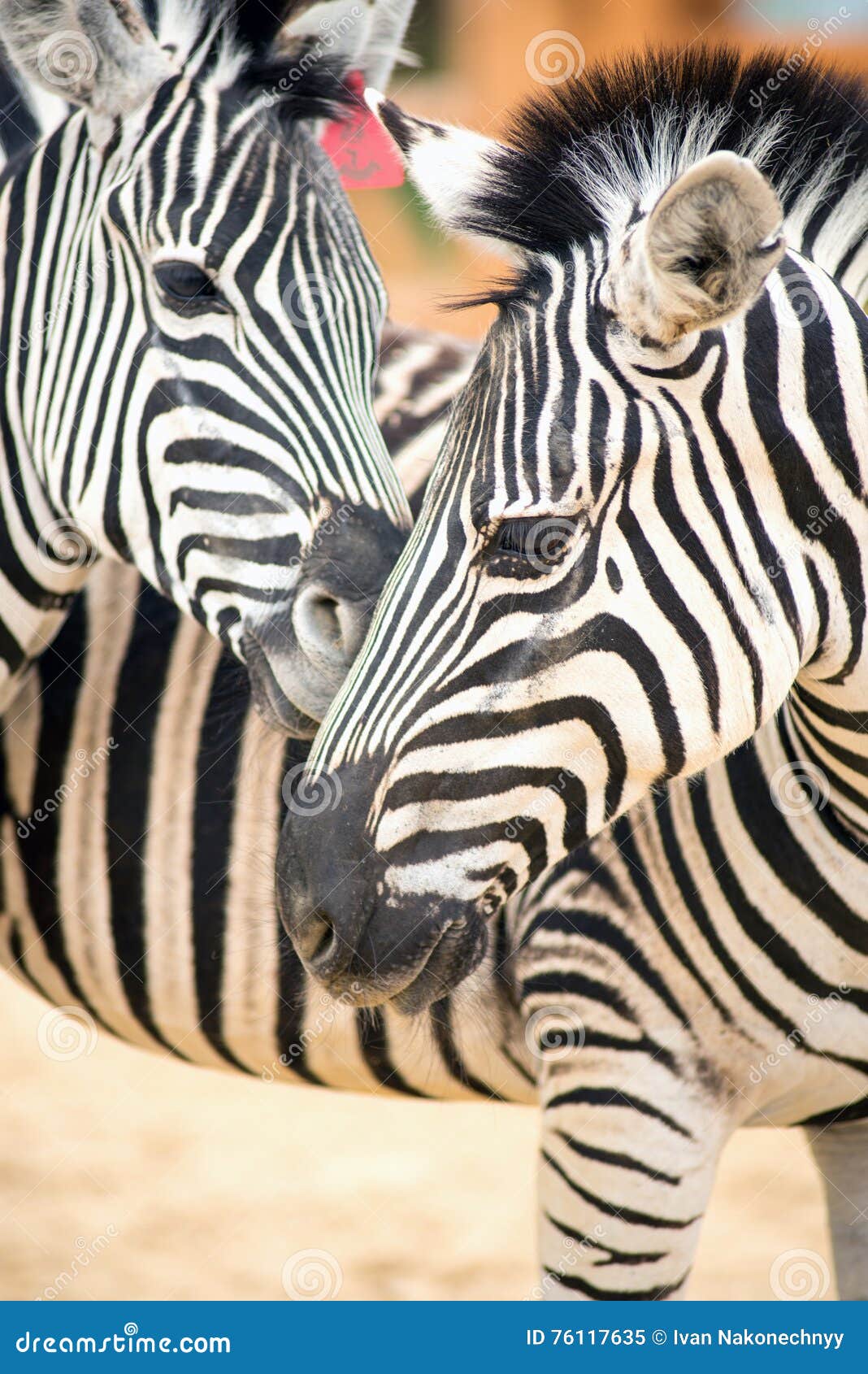 Two zebras stock image. Image of white, african, zebras - 76117635