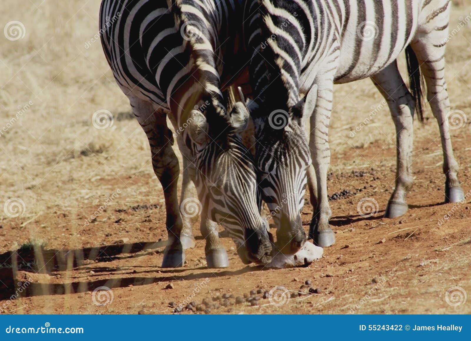 Two Zebras Eating on Ground Stock Photo - Image of green, sideways ...