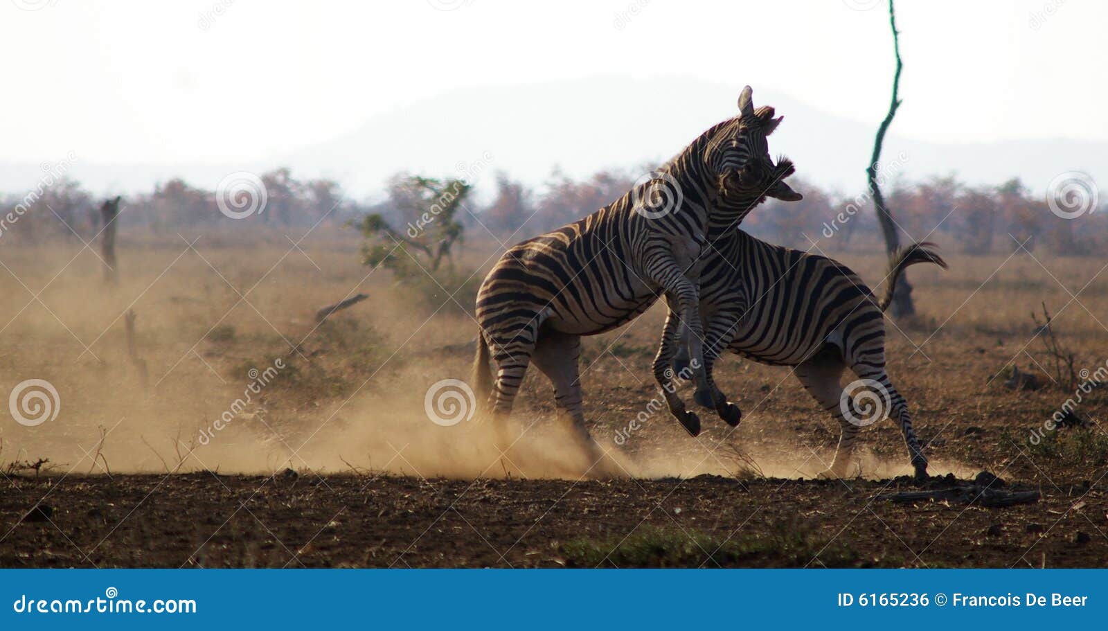 Two Zebras fighting stock photo. Image of africa, fighting - 6165236
