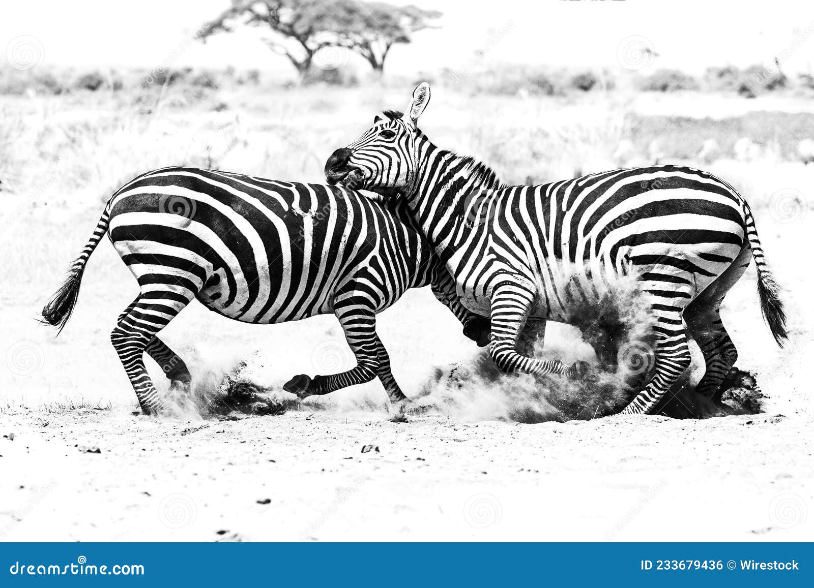 Two Zebras Fighting and Biting Each Other in the National Park Stock ...