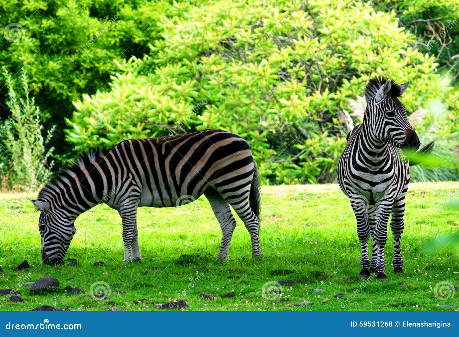 Two zebras on grass field stock photo. Image of beautiful - 59531268
