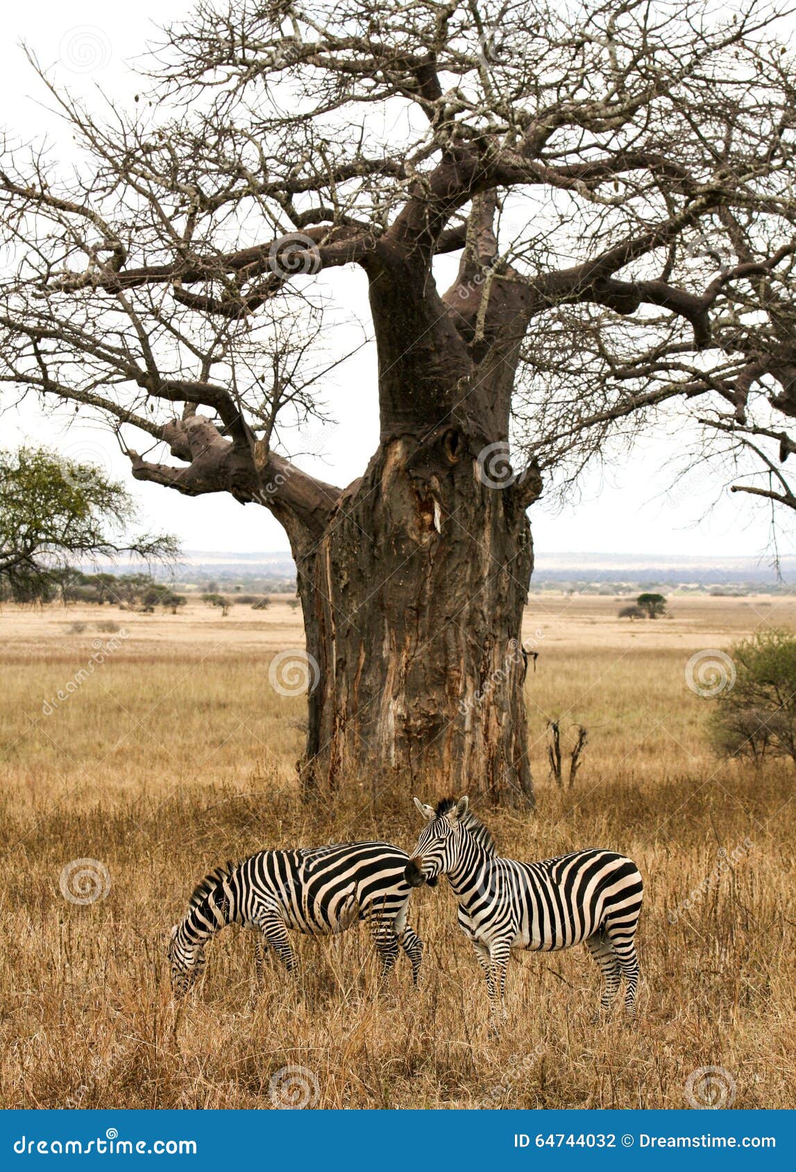 Two Zebras Grazing Under a Baobab Tree Stock Photo - Image of grasses ...