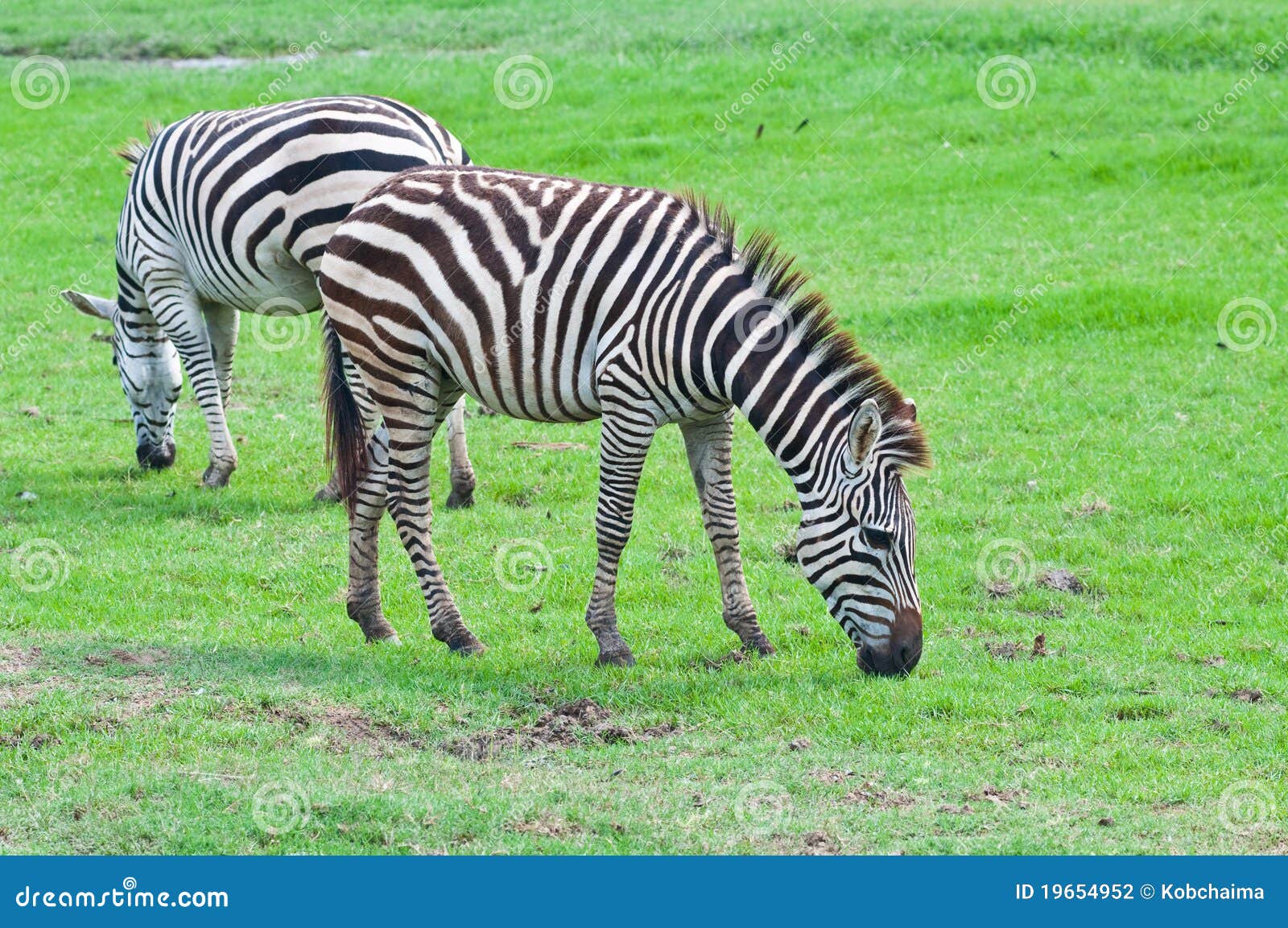 Two zebras on green field stock photo. Image of outdoor - 19654952