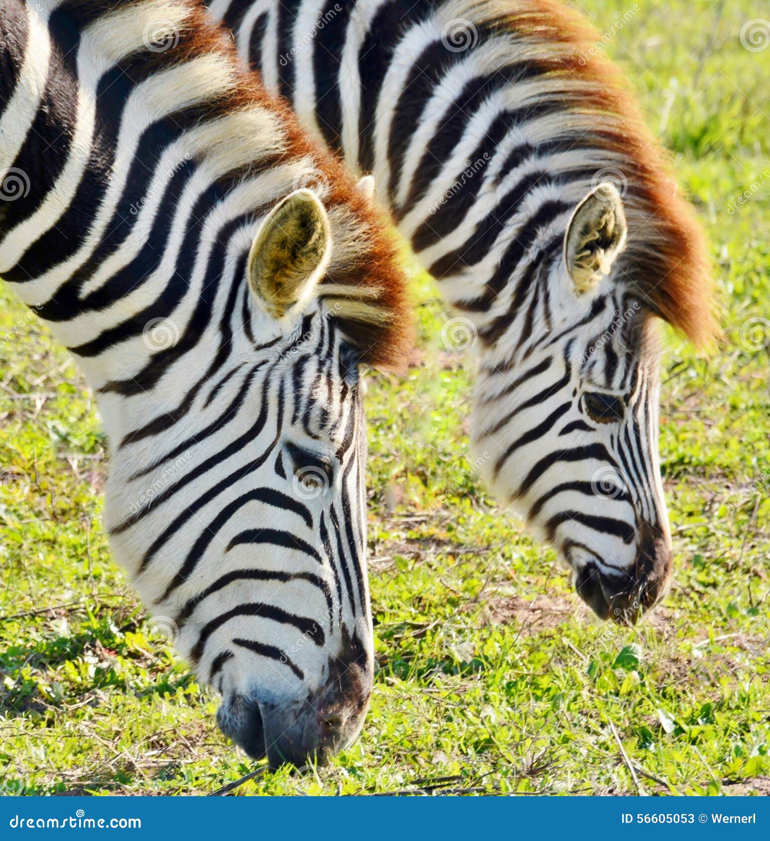 Two Zebras stock image. Image of black, wildlife, stripes - 56605053