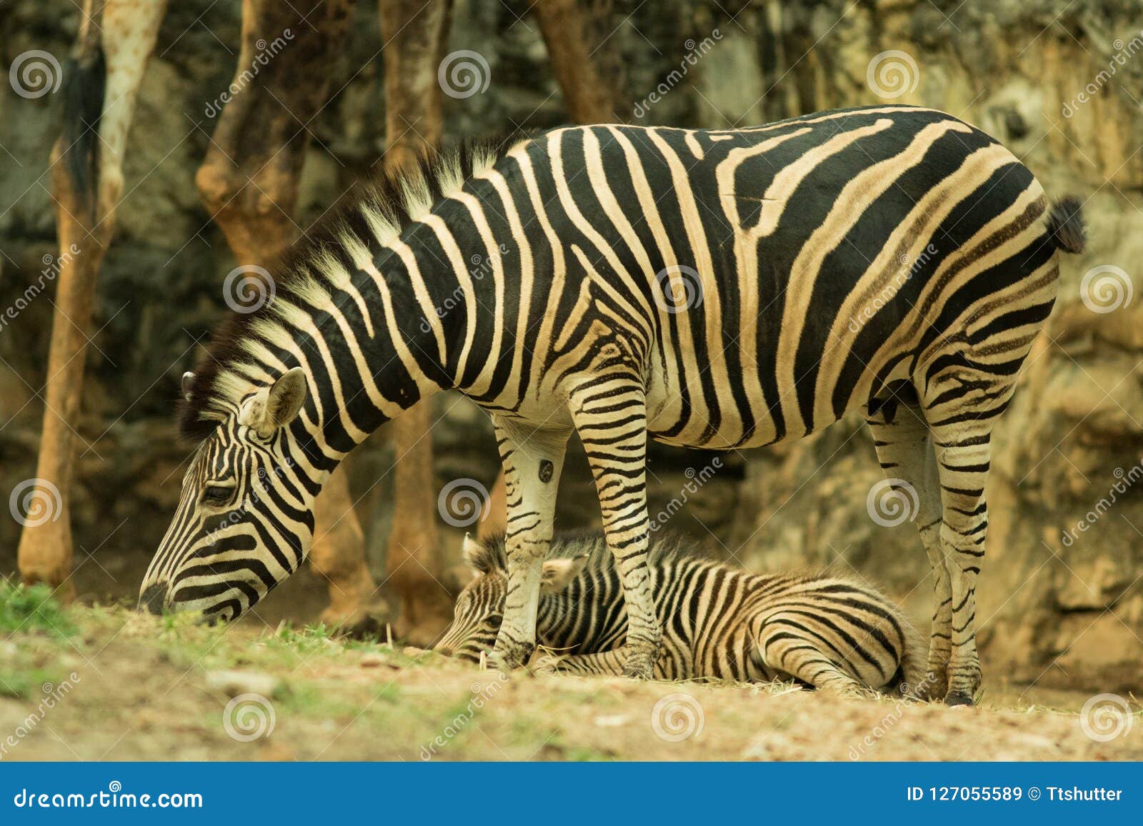 Two zebras. stock image. Image of cheek, black, face - 127055589