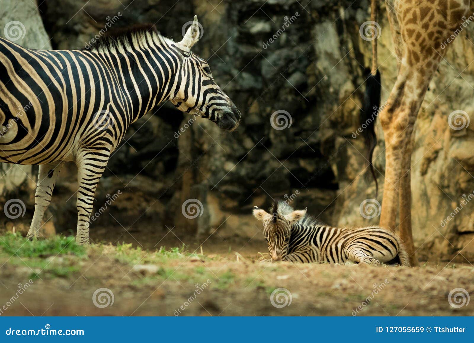 Two zebras. stock image. Image of beautiful, eyes, nose - 127055659