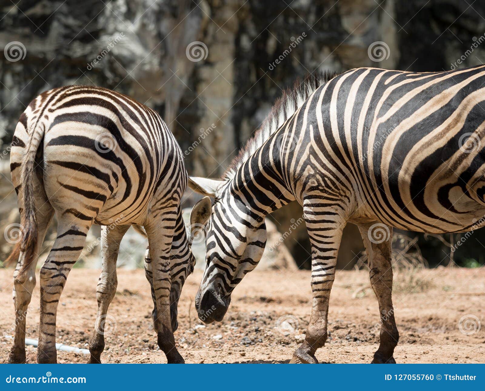 Two zebras. stock photo. Image of safari, biology, animal - 127055760