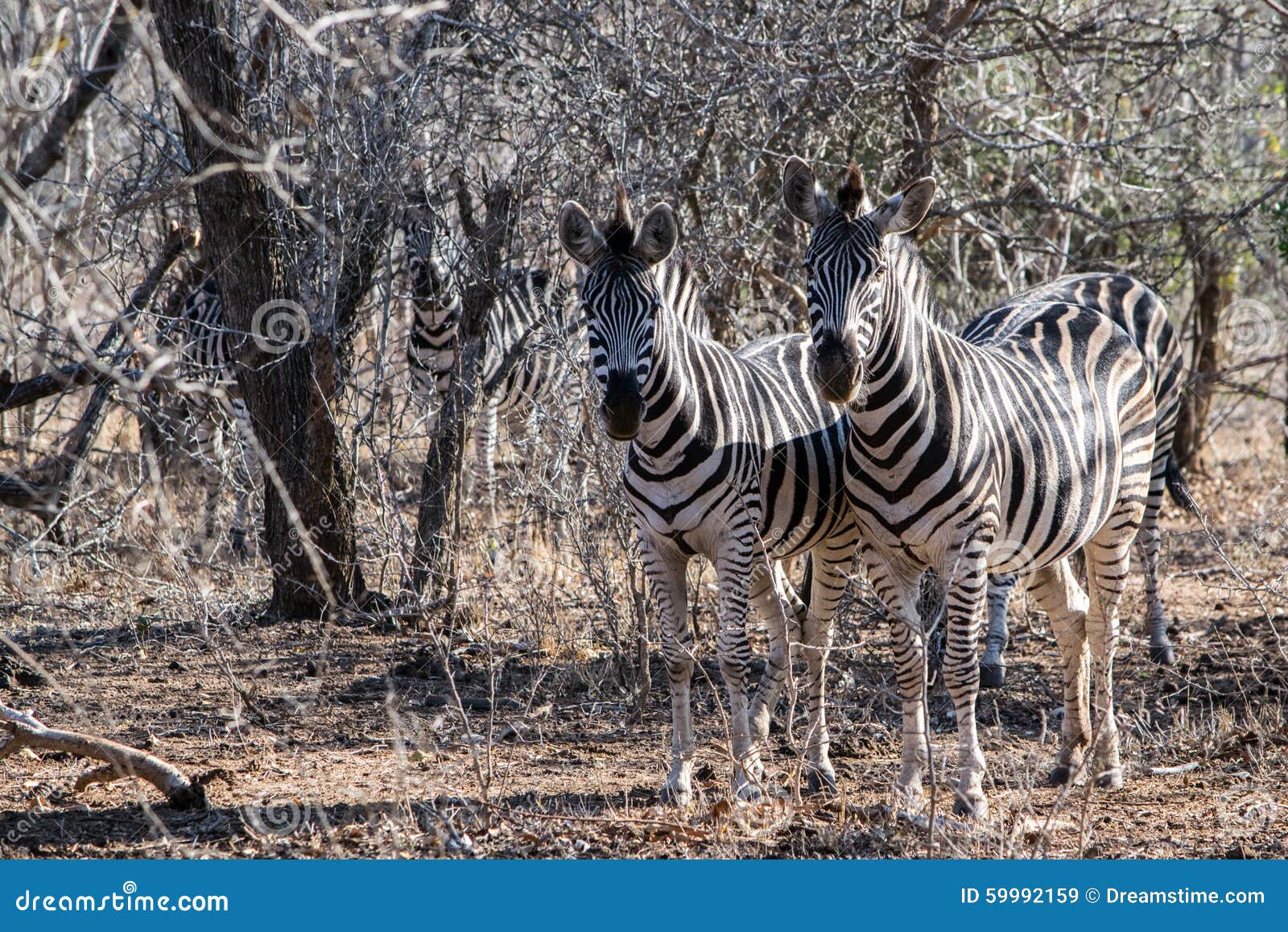Two zebras stock image. Image of nature, stripes, wildlife - 59992159