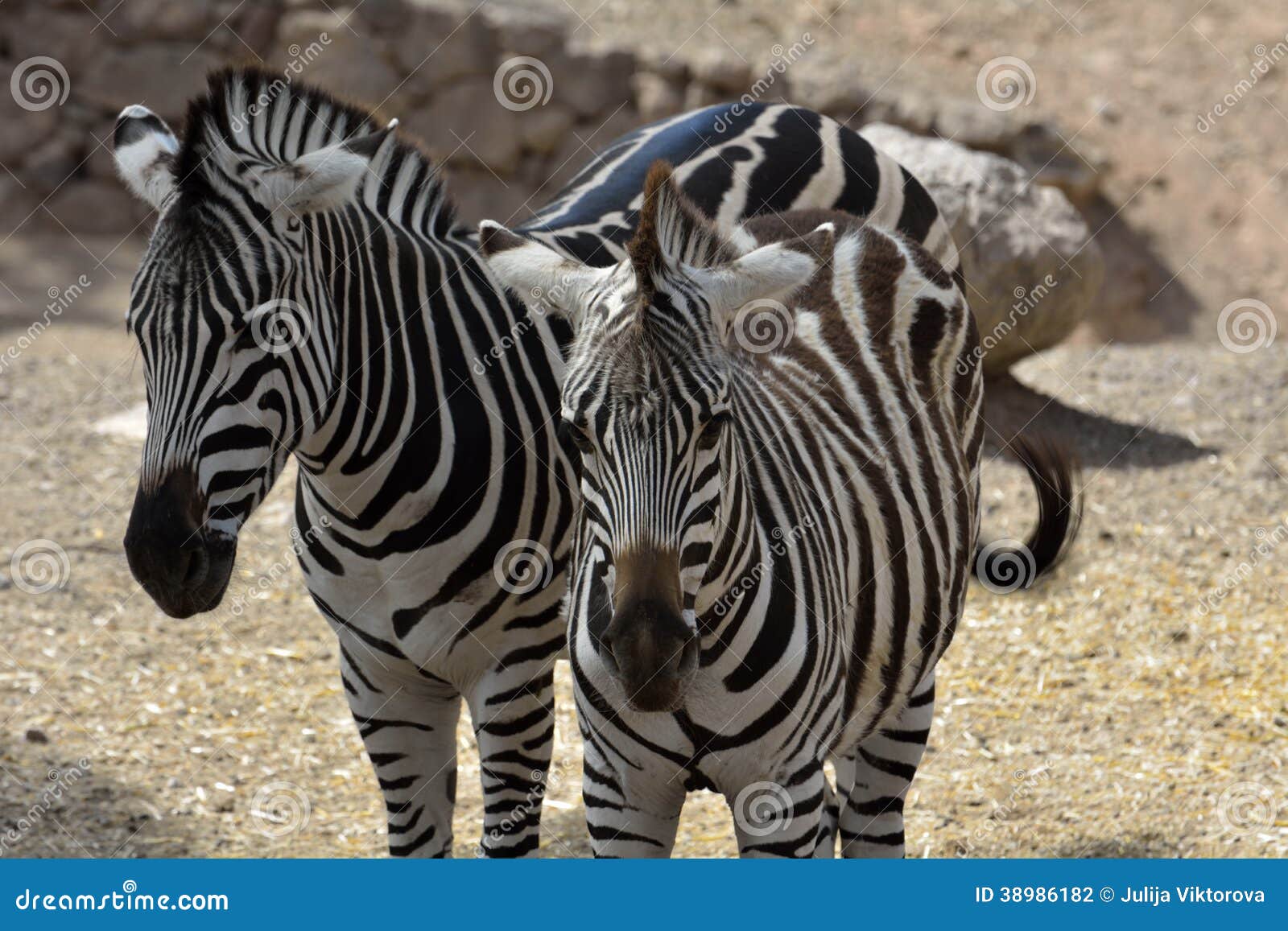 Two zebras stock photo. Image of zebras, nouse, wildlife - 38986182
