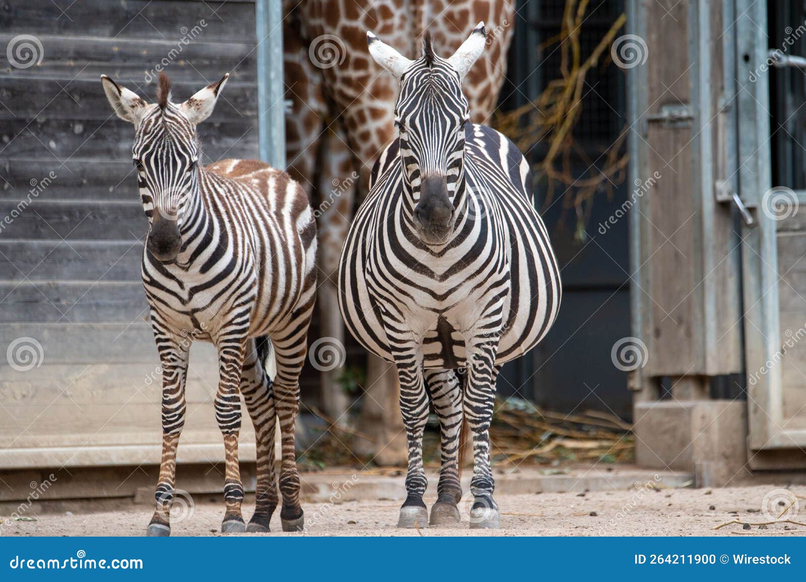 Zebras Outside a Shed in a Zoo Stock Photo - Image of vintage, outdoor ...