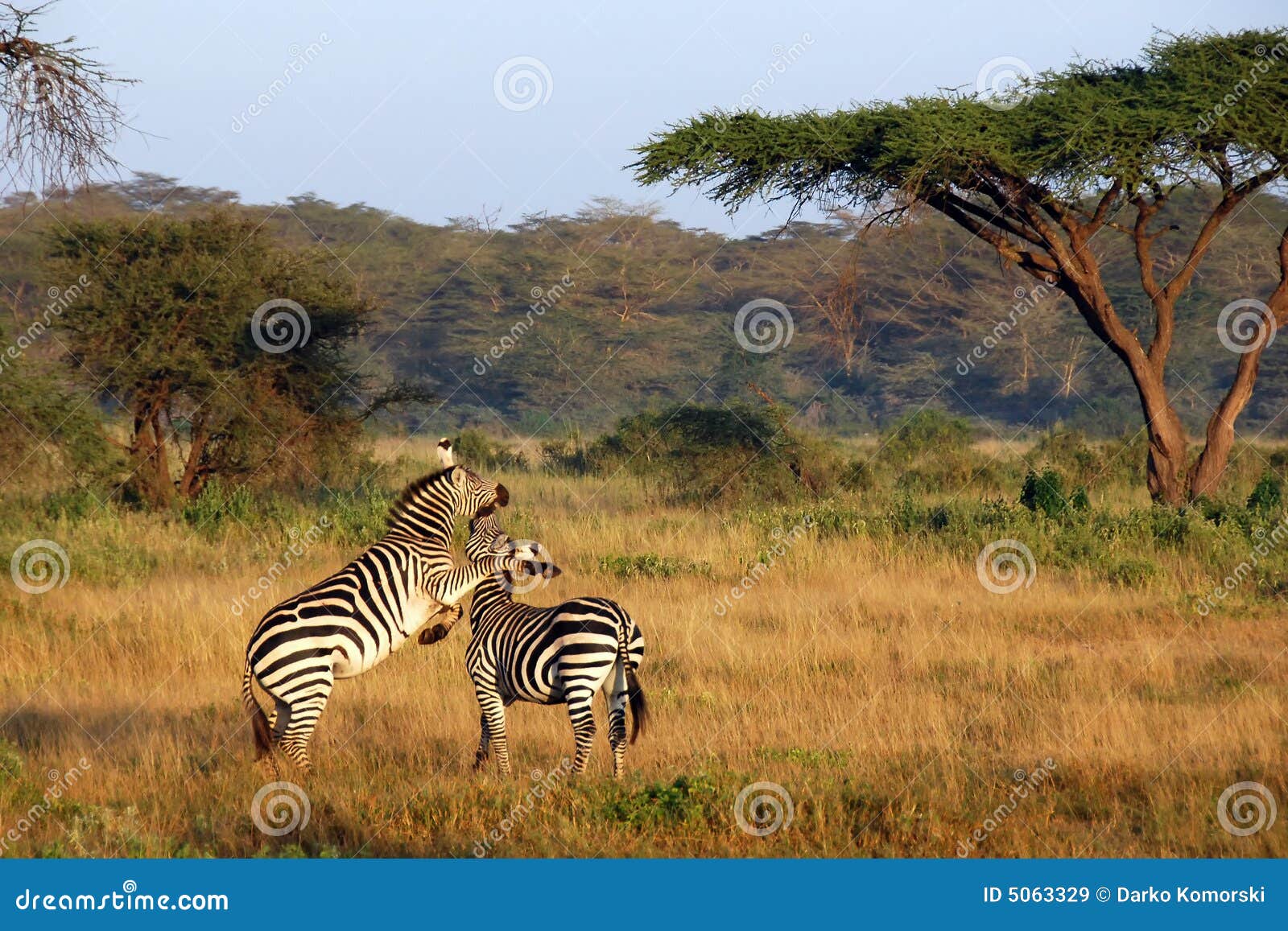Two zebras playing around stock image. Image of travel - 5063329