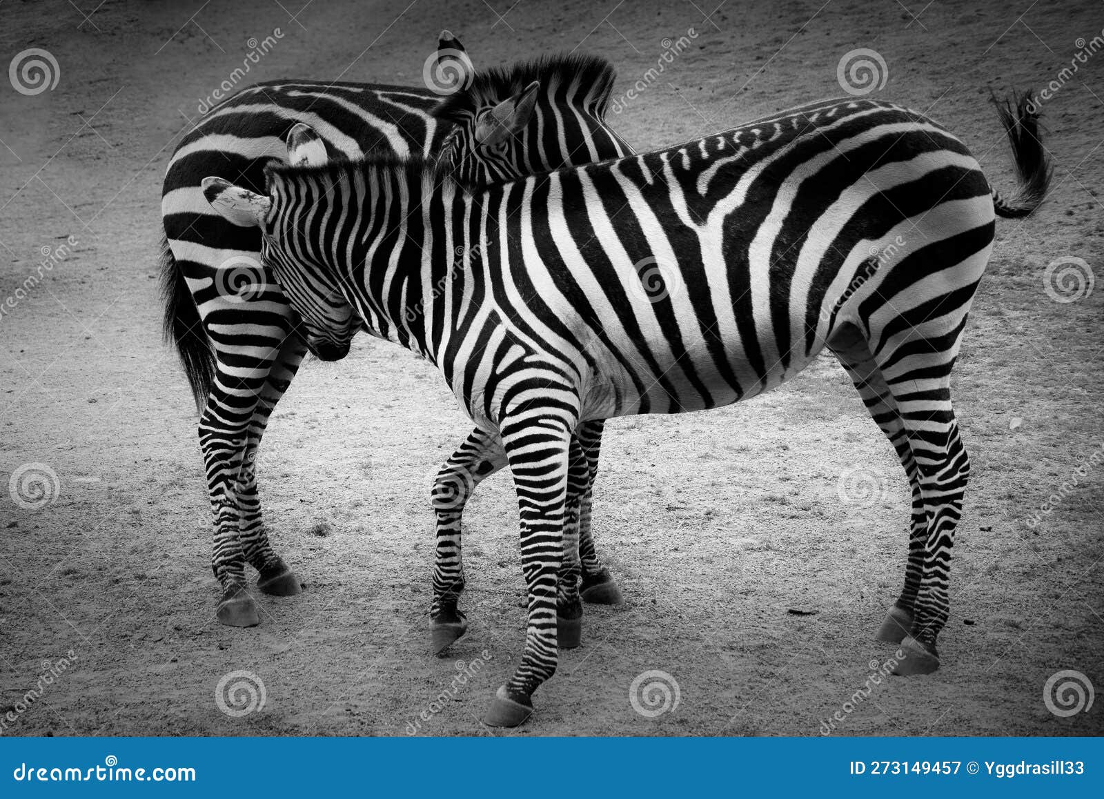 Two Zebras Playing in Black and White Stock Image - Image of safari ...
