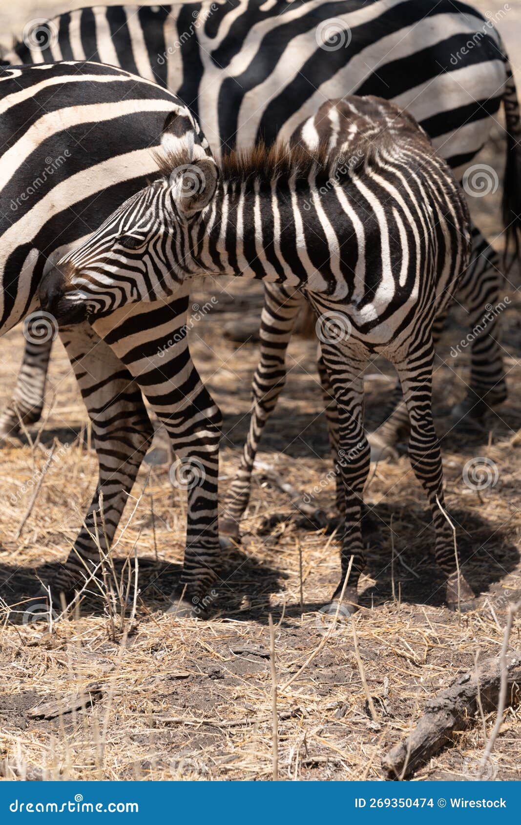 Zebras Playing and Walking on Brown Grass Fields on the Farm Stock ...