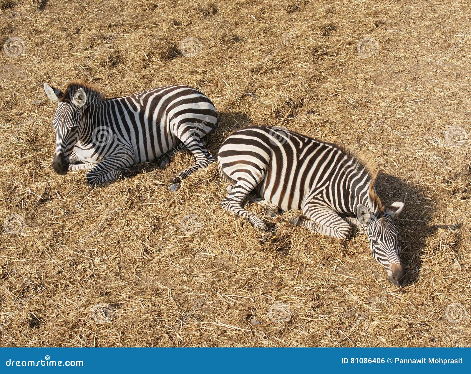 Two Zebras relaxing. stock photo. Image of black, animal - 81086406
