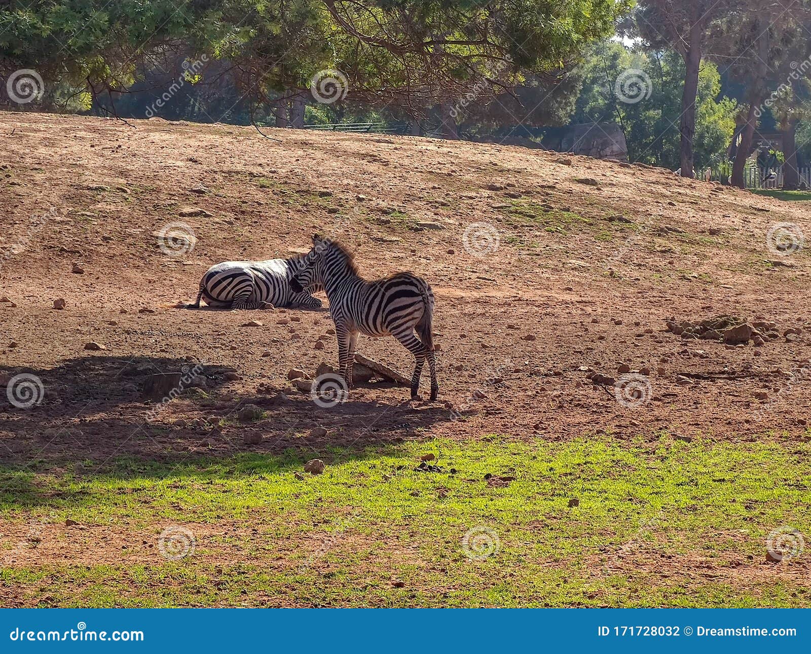 Two Zebras Sitting and Standing Stock Photo - Image of gifts, number ...