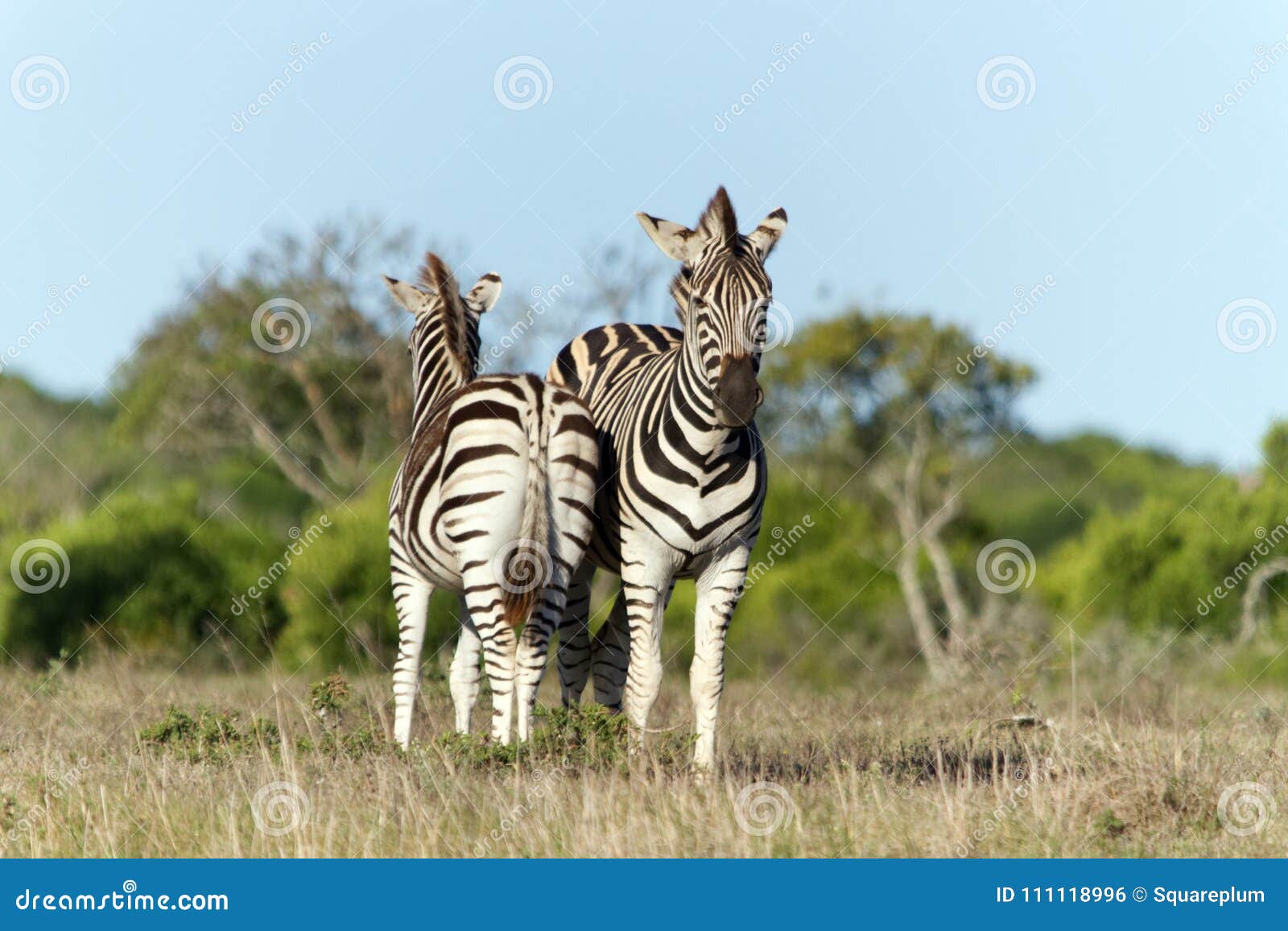 Two Zebras Standing Back To Back. Stock Photo - Image of beautiful ...