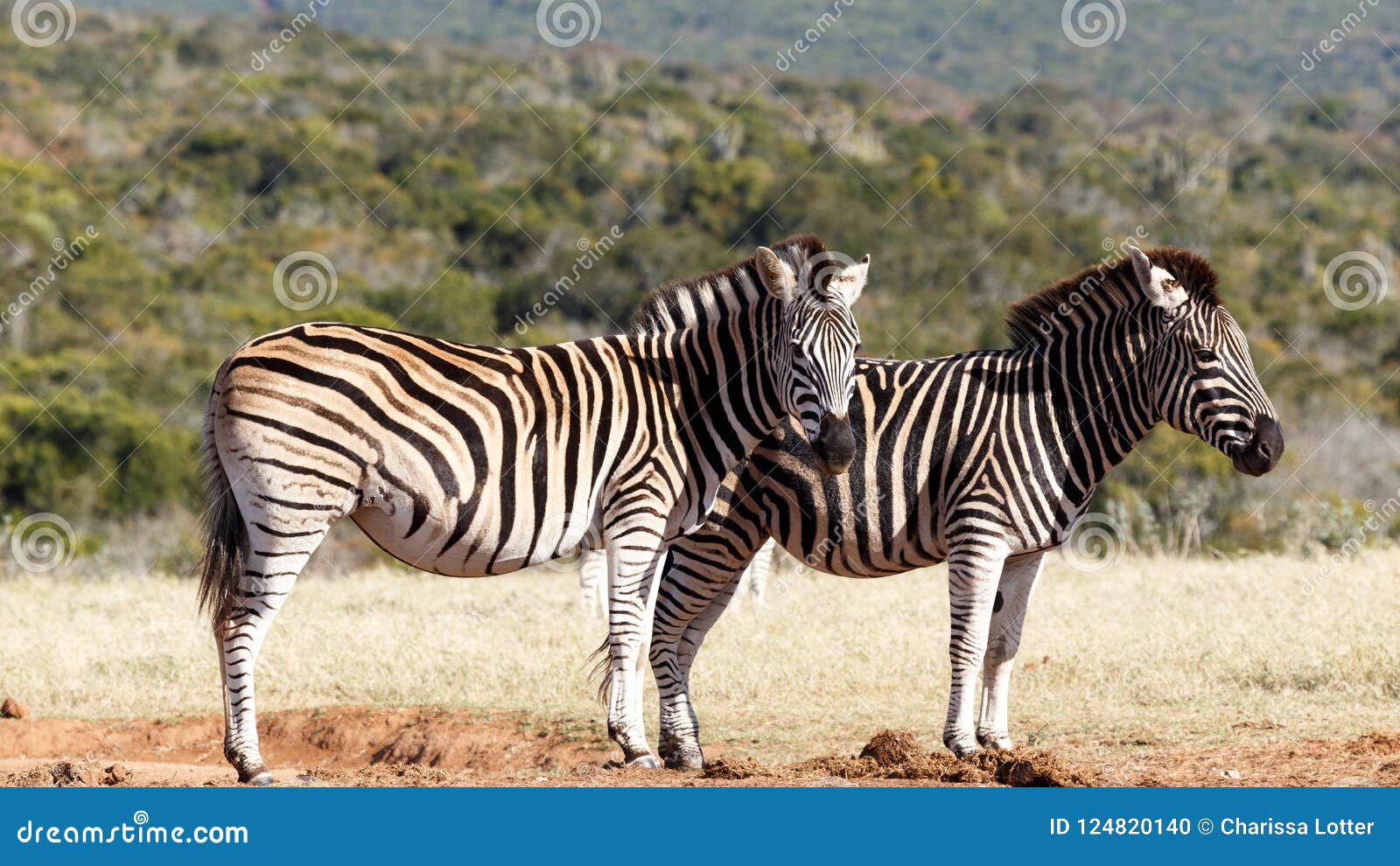 Two Zebras Standing Side by Side Waiting Their Turn Stock Photo - Image ...