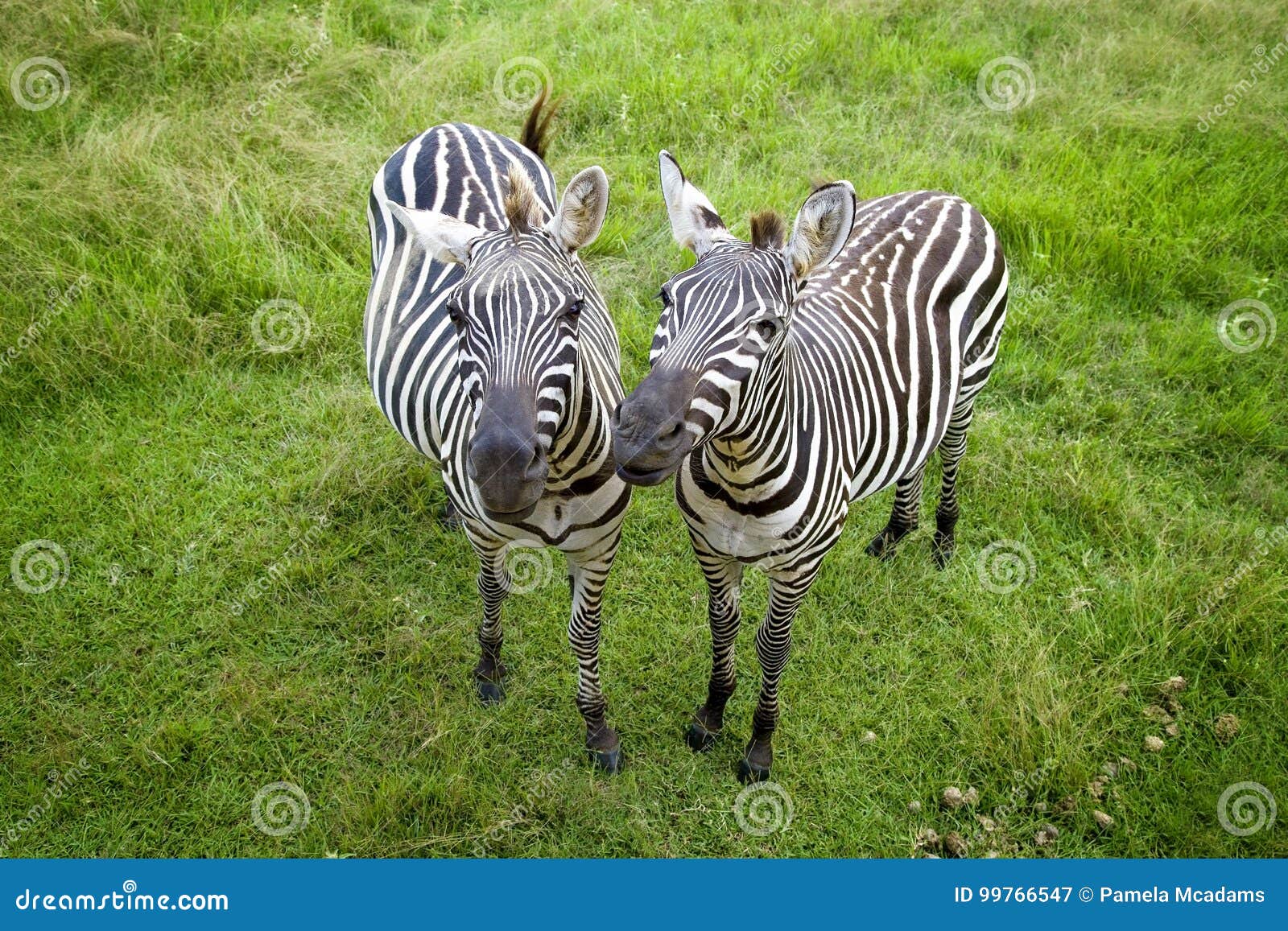 Two Zebras stock image. Image of field, africa, safari - 99766547