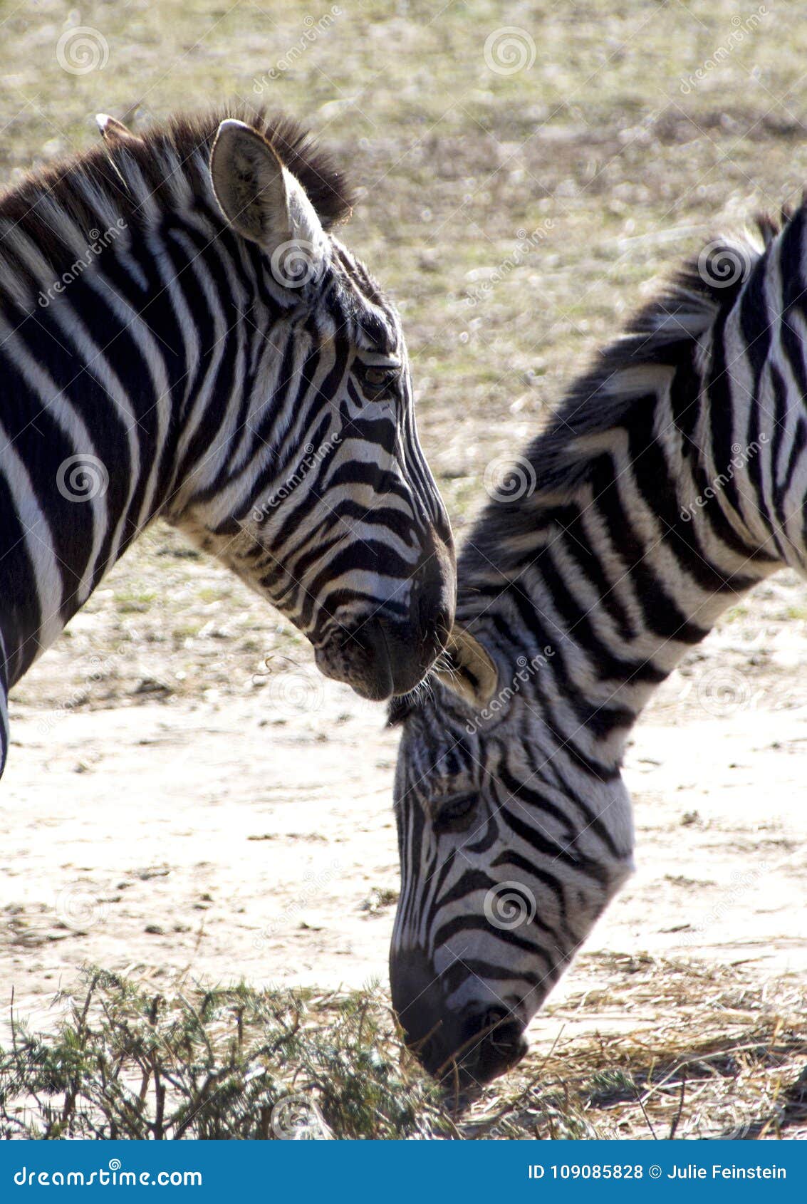 Two Zebras stock photo. Image of zebras, stripes, mammal - 109085828