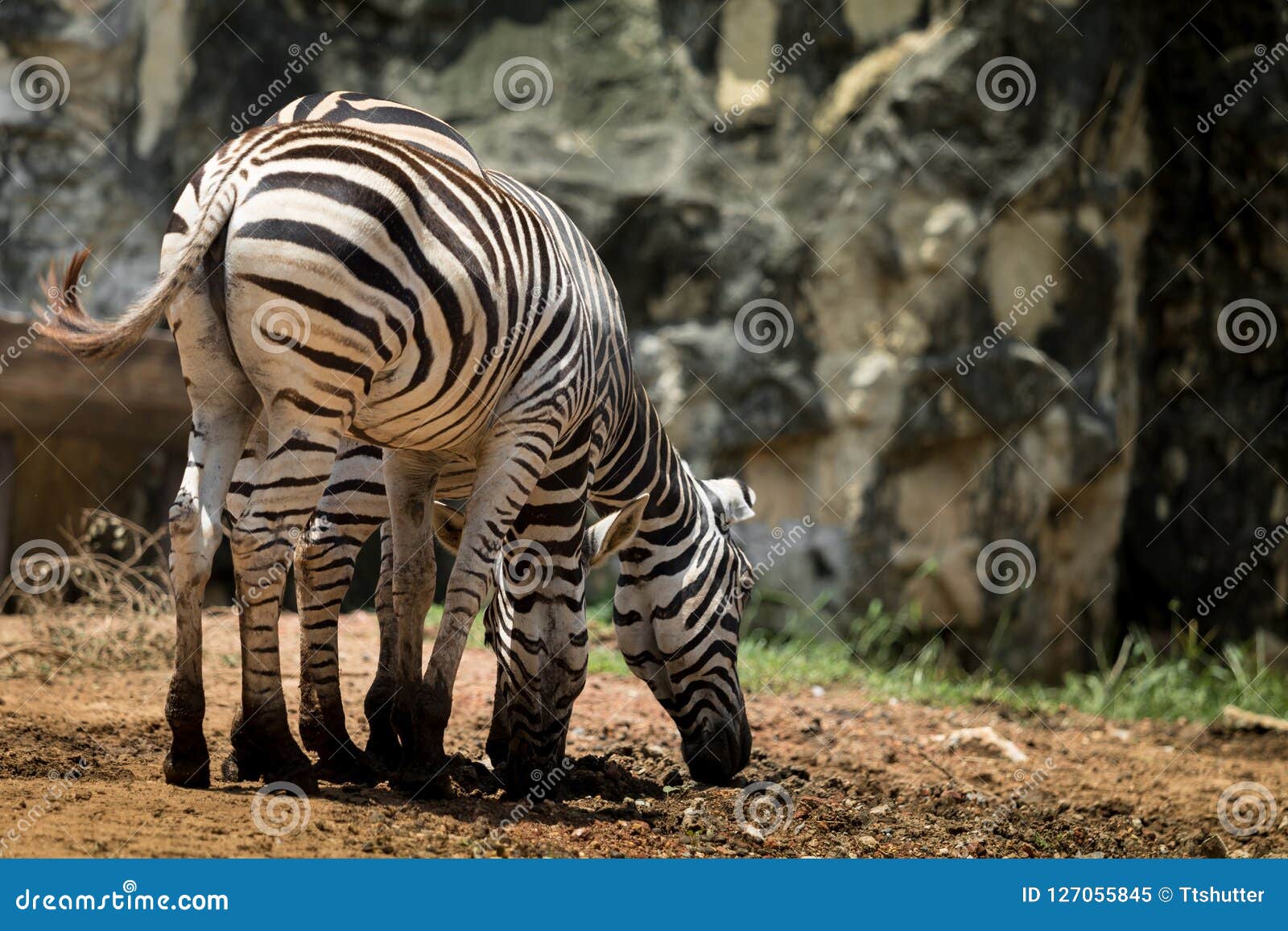 Two zebras. stock image. Image of park, neck, face, overlap - 127055845