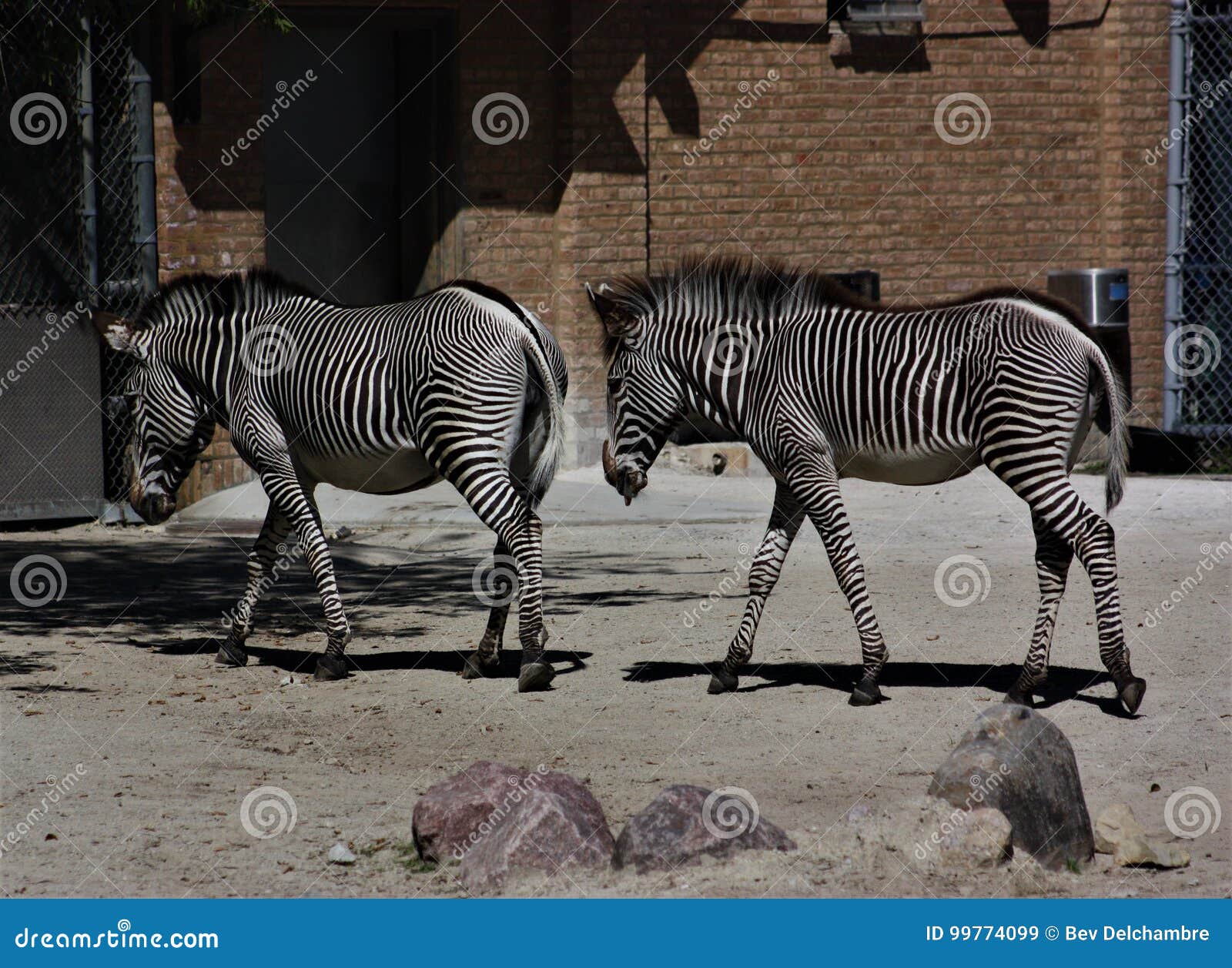 Two zebras stock image. Image of line, zebras, african - 99774099