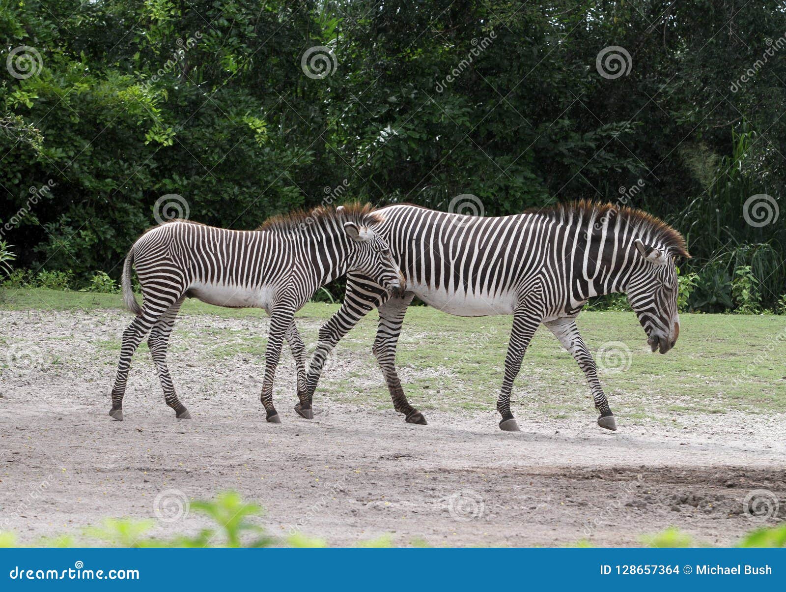 Two zebras walking stock photo. Image of zebras, black - 128657364