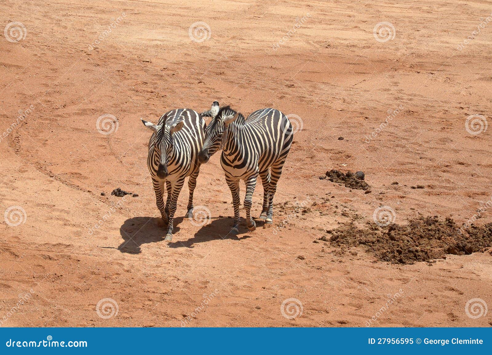Two Zebras Walking Side by Side Stock Image - Image of white, zebra ...