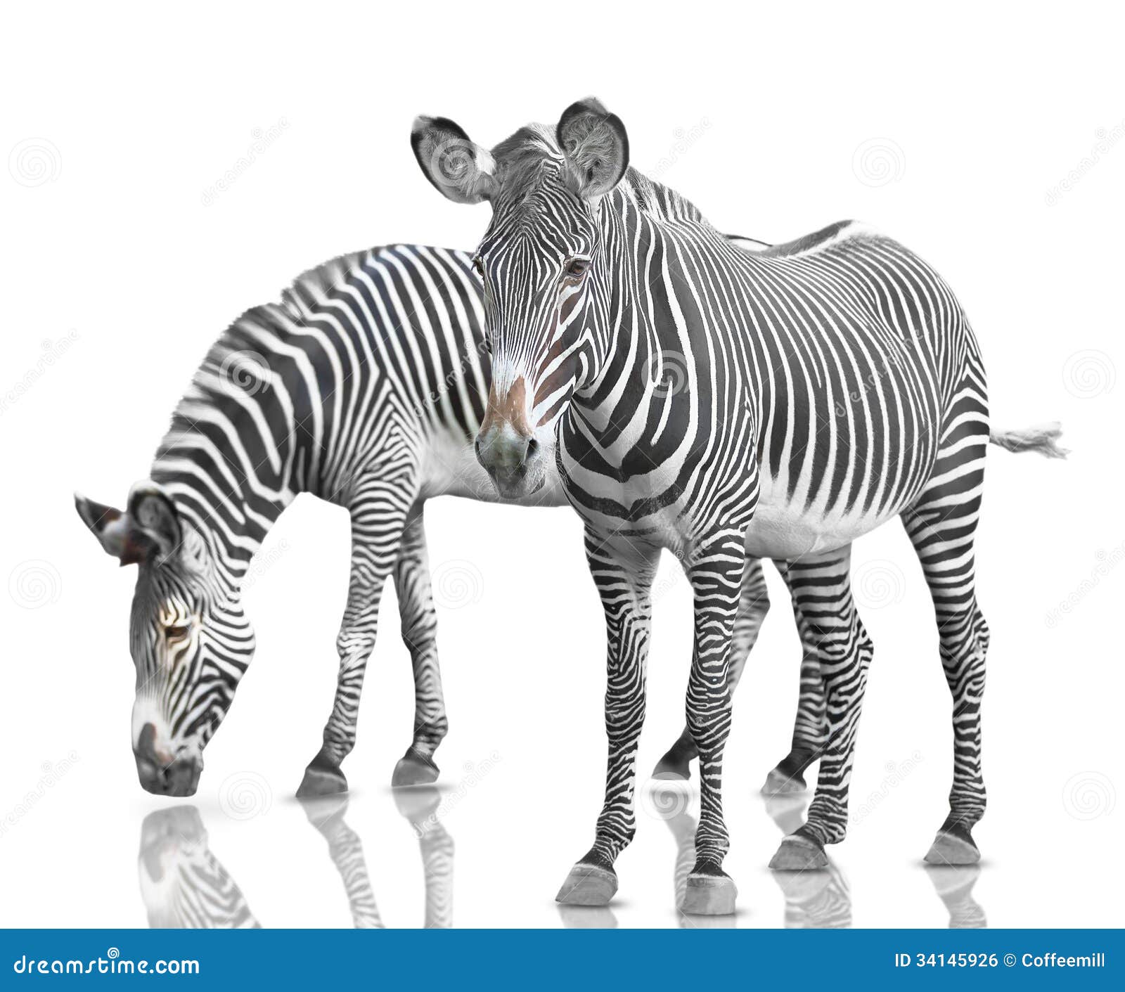 How to get zebra 2 ree - ablepsado